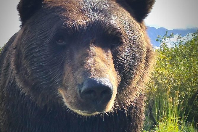 Wilderness, Wildlife, Glacier Experience from Anchorage - Starting Point: Anchorage City Pickup and Departure