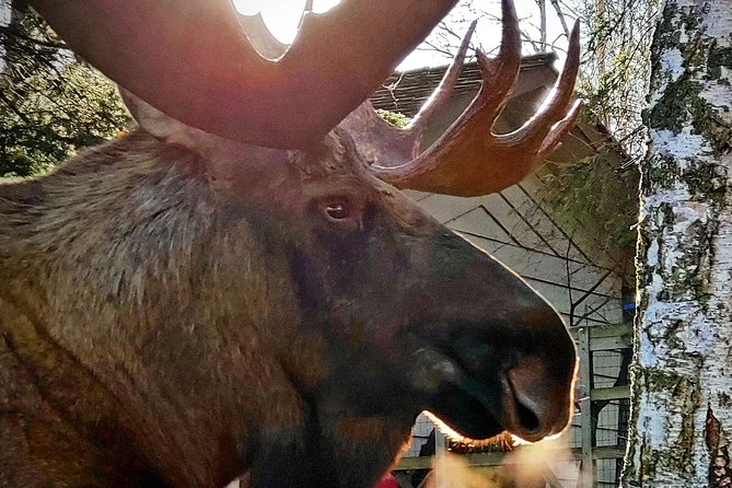 Wilderness, Wildlife, Glacier Experience from Anchorage - Additional Scenic Stops and Wildlife Opportunities