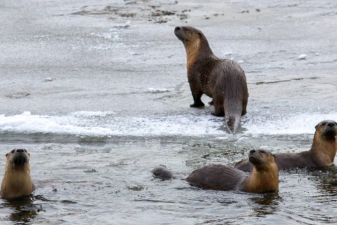 Wildlife & Wolf Private Tour with Lunch - Frequently Asked Questions
