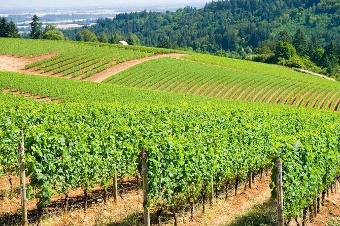 Willamette Valley Wine Tour with Lunch - Exploring the Willamette Valley Wine Tour with Lunch: A Detailed Look