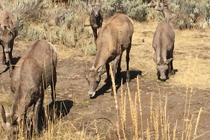 Yellowstone For Kids Family Fun Tour w/PU in West Yellowstone - An In-Depth Look at the Yellowstone For Kids Family Tour
