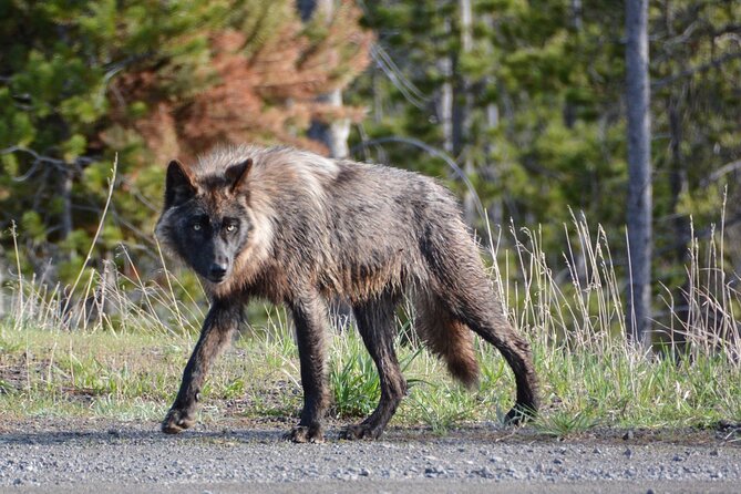 Yellowstone For Kids Family Fun Tour w/PU in West Yellowstone - Grand Canyon of Yellowstone