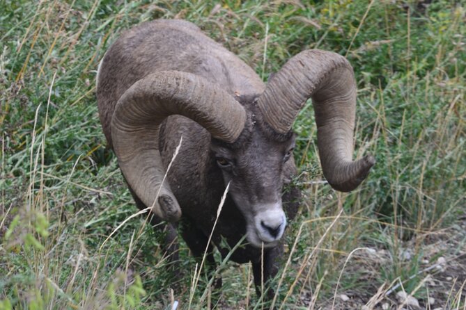 Yellowstone For Kids Family Fun Tour w/PU in West Yellowstone - Included Amenities and Extras