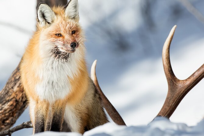 Yellowstone Full Day Winter Tour (With Optional Hike or Snowshoe) - Exploring Yellowstone in Winter: A Closer Look at the Full Day Tour