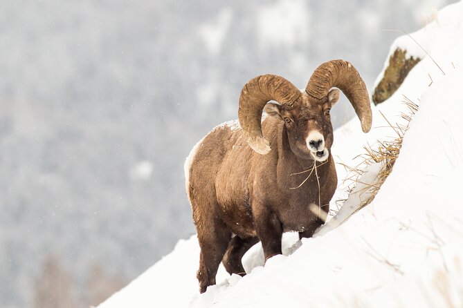 Yellowstone Full Day Winter Tour (With Optional Hike or Snowshoe) - The Cost and Its Value