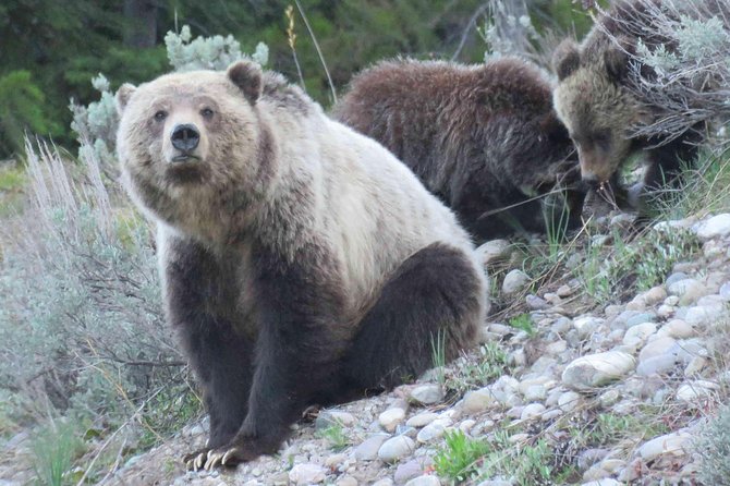 Yellowstone National Park - Full-Day Lower Loop Tour from Jackson - Why This Tour Offers Great Value