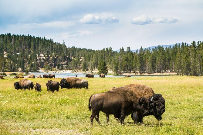 Yellowstone National Park Self-Guided Driving Audio Tour - Key Points
