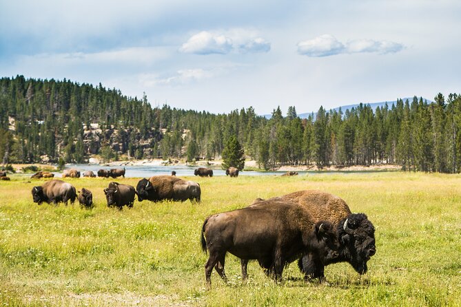 Yellowstone National Park Self-Guided Driving Audio Tour - FAQ
