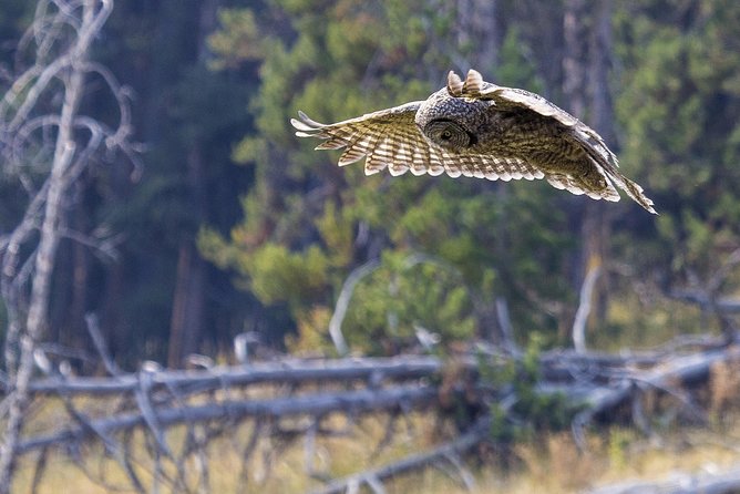 Yellowstone Private Upper Loop Tour with Lunch - FAQ