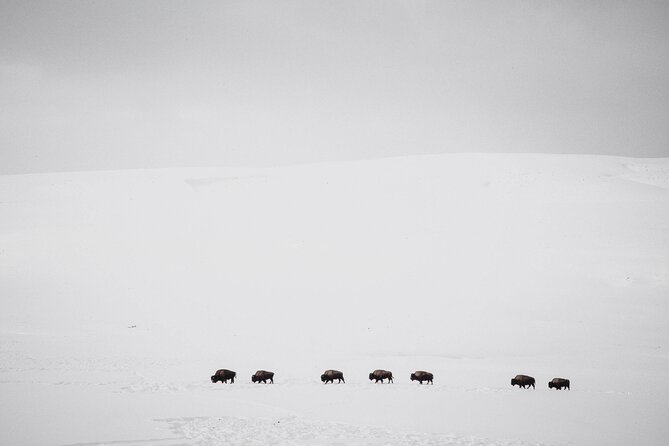 Yellowstone Snowshoe Safari from Bozeman - Private Tour - Why Choose a Snowshoe Safari in Yellowstone?