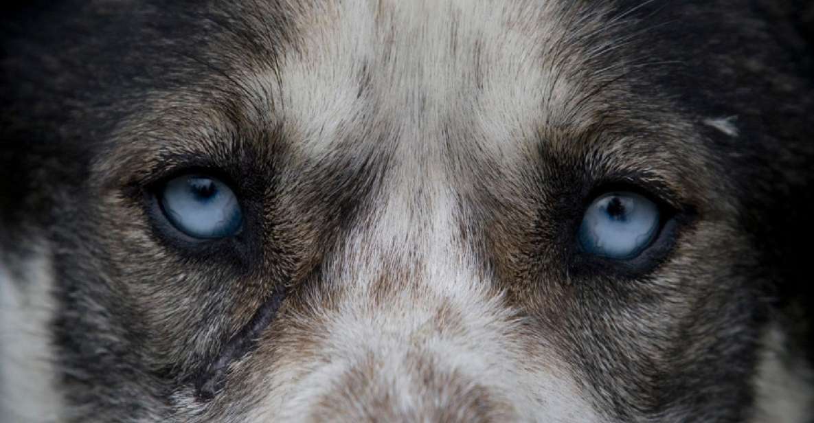 Yukon Dogs and Gold - Authentic Experiences and Trustworthy Guides