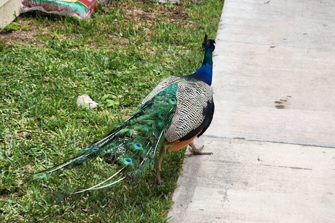 Everglades Airboat Ride and Bus transfer from Miami Beach - Final Thoughts