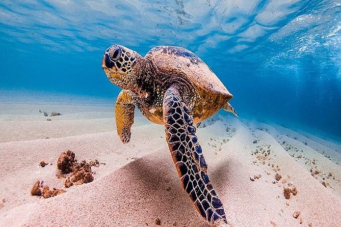 Oahu Grand Circle Island Tour Departing from Waikiki - Who Is This Tour Best Suited For?