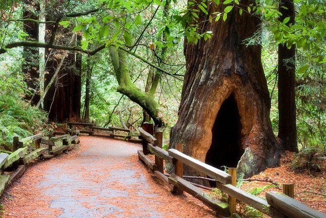 San Francisco to Muir Woods Shuttle - Transportation and Group Size: Comfort and Personal Touch
