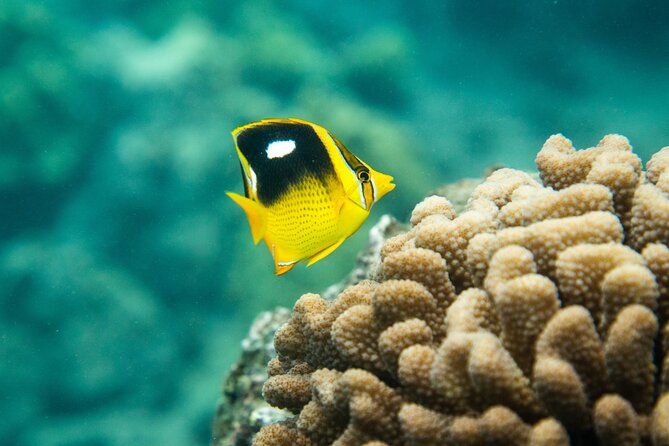 The Best 2.5 Hour Molokini Snorkel Tour & Whale Watch - About the Tour Itinerary and Timing