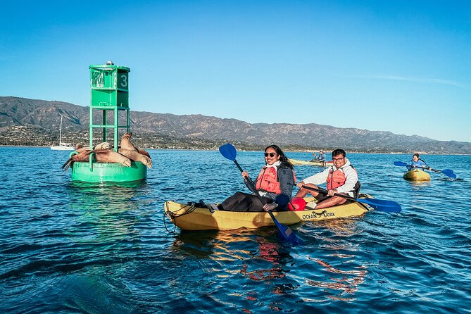 Wildlife Kayak Tour in Santa Barbara Harbor (2 Hours) - The Experience Itself: Step-by-Step Breakdown