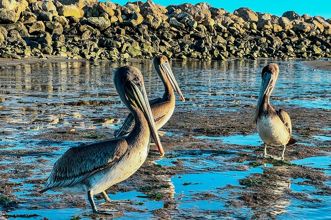 Wildlife Kayak Tour in Santa Barbara Harbor (2 Hours) - Authentic Experiences and What You’ll Remember