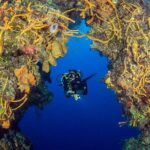 2 dives in Cozumel (for certified divers only) - Why This Tour Offers Great Value