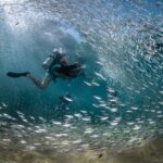 2 Dives in the Cabo Marine Park - An In-Depth Look at the Cabo Marine Park Tour