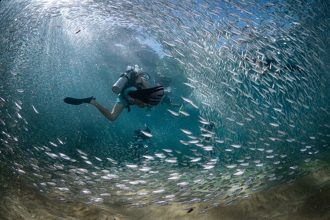 2 Dives in the Cabo Marine Park - An In-Depth Look at the Cabo Marine Park Tour