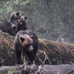 2 Hour Custom Wildlife and Historical Tour - What You Should Know Before Booking