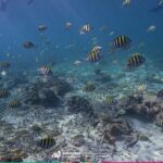 2-Hour Snorkeling Paradise Reef in Cancún Underwater Museum - 1. What to Expect on This Storytelling Snorkel Tour