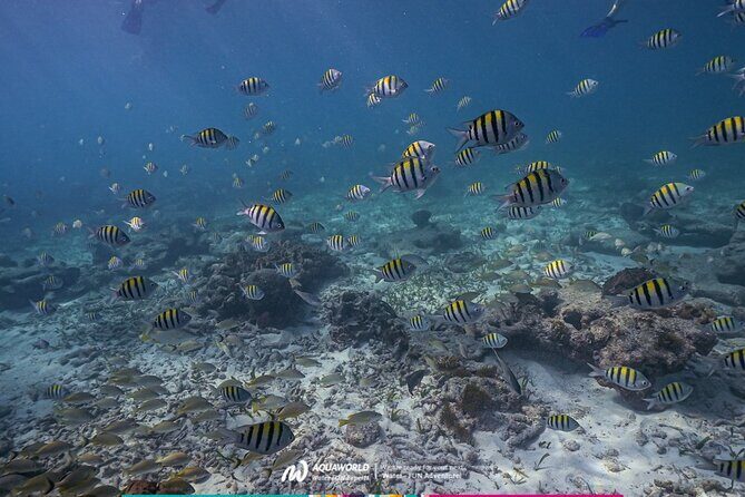 2-Hour Snorkeling Paradise Reef in Cancún Underwater Museum - 1. What to Expect on This Storytelling Snorkel Tour