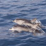 2 HR Dolphin Tour in North Myrtle Beach - Why This Tour Offers Great Value