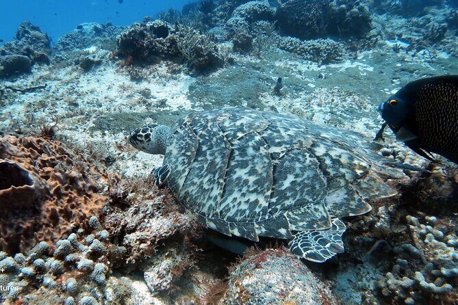 2 Tank Cozumel Reef Boat Dives - Final Thoughts