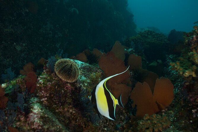 2 Tank Dive - Certified Divers (Santa Maria Bay & Chileno Bay) - The Itinerary Breakdown: What to Expect During Your Dive Day