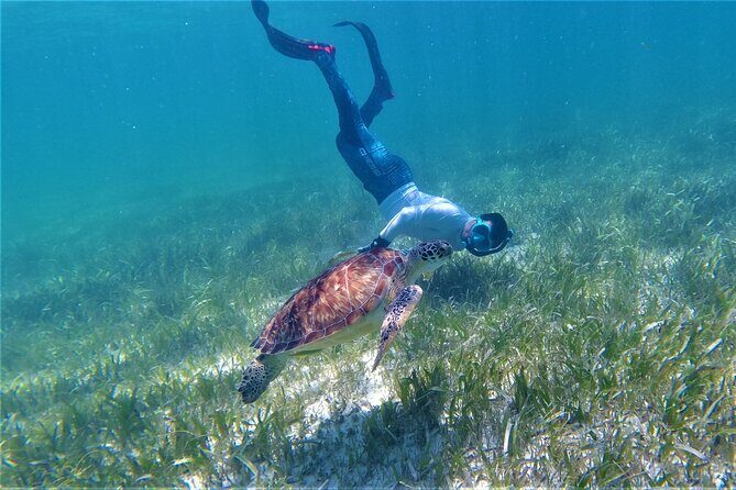 3 Hour Costa Maya Snorkeling Excursion - La Leyenda ECO-TOURS - The Value of This Snorkeling Tour