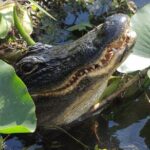 60 Minute Small Group Semi Private Everglades River Of Grass Airboat Charter - The Experience for Different Travelers