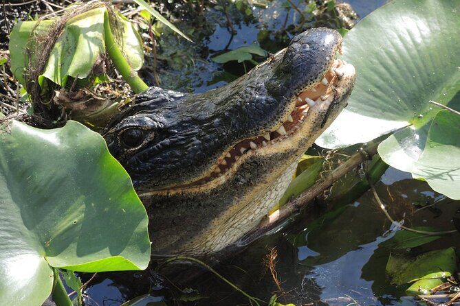 60 Minute Small Group Semi Private Everglades River Of Grass Airboat Charter - The Experience for Different Travelers