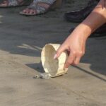 6Hr Cruise or Hotels City Tour, Divers, Baby Turtles Peace Chapel - Who Will Love This Tour?