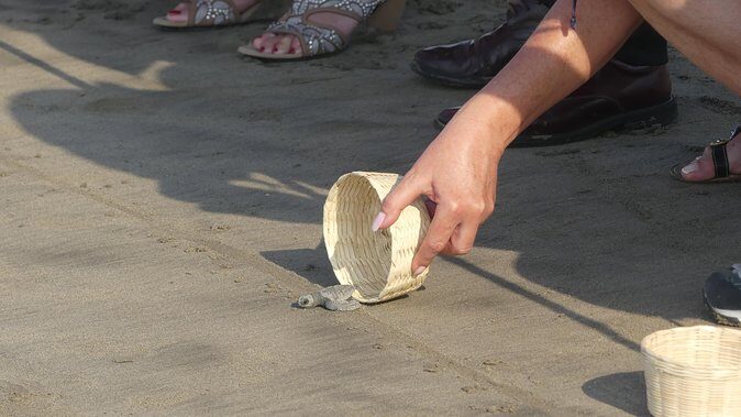 6Hr Cruise or Hotels City Tour, Divers, Baby Turtles Peace Chapel - Who Will Love This Tour?