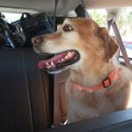 Affordable VIP Private Transportation- "ELEVATE YOUR JOURNEY" - The Real Value of the Experience