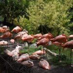 Africam safari (private tour) - Final Thoughts