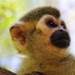 Akumal Monkey Sanctuary - Practical Details and Tips for Your Visit