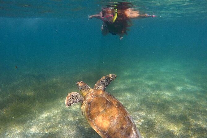 Akumal Turtles Snorkeling and GoPro pictures - Frequently Asked Questions