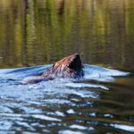 Algonquin Park 4-Day Deluxe Camping & Canoeing Adventure - Authentic Insights from Travelers