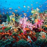 ATV Adventure Combo with Snorkeling, Ziplines, Cenote, and Lunch - Detailed Insights from Reviewers