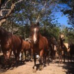 Award-winning Classic Horseback Ride (max. 6 riders) - The Post-Ride Relaxation