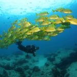 Beginner Scuba Diving in Cabo San Lucas - The Sum Up