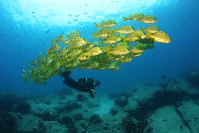 Beginner Scuba Diving in Cabo San Lucas - The Sum Up