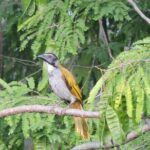 Birdwatching Cancun - Why This Tour Stands Out