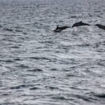 Boat Trip to See Marine Life in Puerto Escondido - What to Expect from the Itinerary