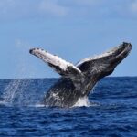 Cabo Private Whale Watching Tour - Incl FREE photos - Who should consider this tour?