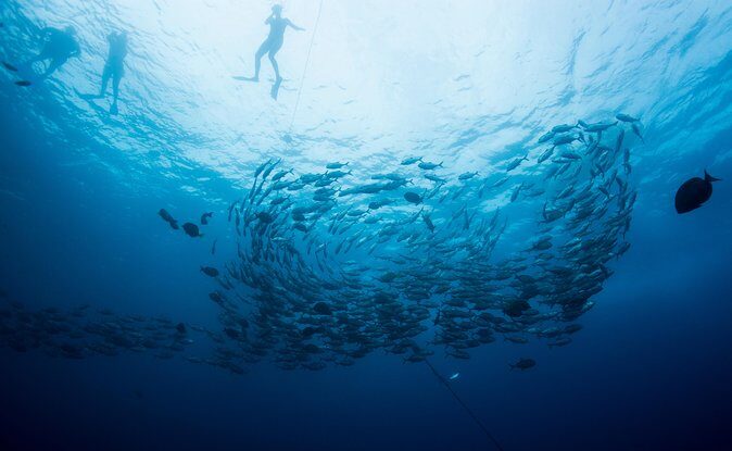 Cabo San Lucas Shopping, Tequila Tasting, and Snorkel Tour - The Value of This Tour