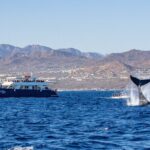 Cabo San Lucas Whale Watching Lunch Cruise - Practical Tips for Your Trip