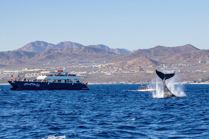 Cabo San Lucas Whale Watching Lunch Cruise - Practical Tips for Your Trip